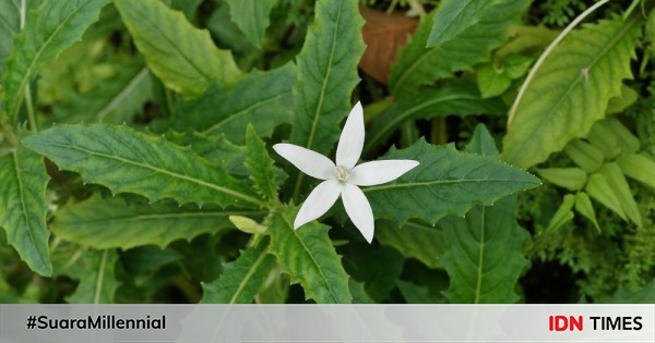 Bahaya Bunga Kitolod buat Mata