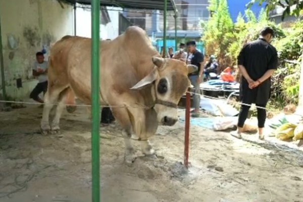 Bawor, Sapi Seberat 1,3 Ton akan Dikurbankan di Sumut, Bawor, Sapi Seberat 1,3 Ton akan Dikurbankan di Sumut,