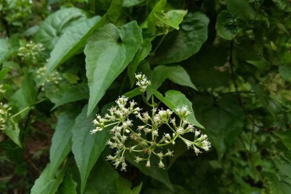 Mikania micrantha, Tanaman Rambat yang Invasif