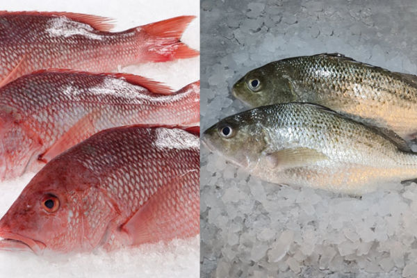 Perbedaan Kakap Merah dan Kakap Putih