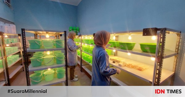 Balai Vektor Salatiga: Nyamuk Wolbachia Bisa Kurangi DBD Balai Vektor Salatiga: Nyamuk Wolbachia Bisa Kurangi DBD