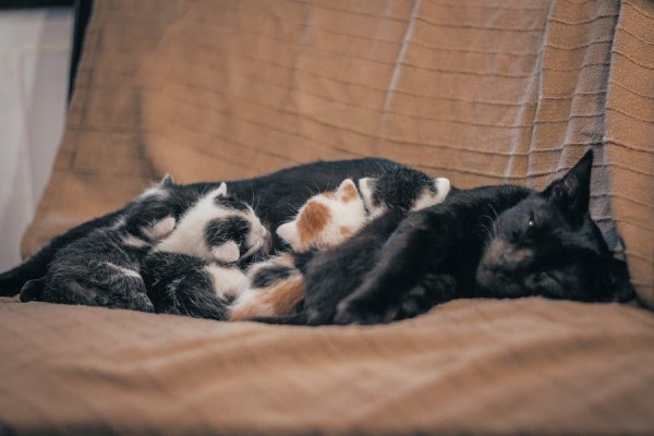 6 Cara Merawat Induk Kucing Setelah Melahirkan, Perhatikan!