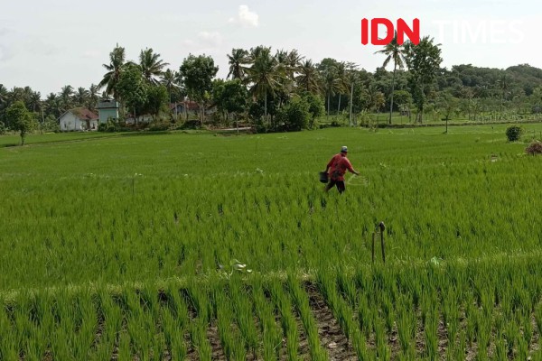 Sawahnya Puso saat Banjir 2023, Para Petani Jateng Dapat BLT