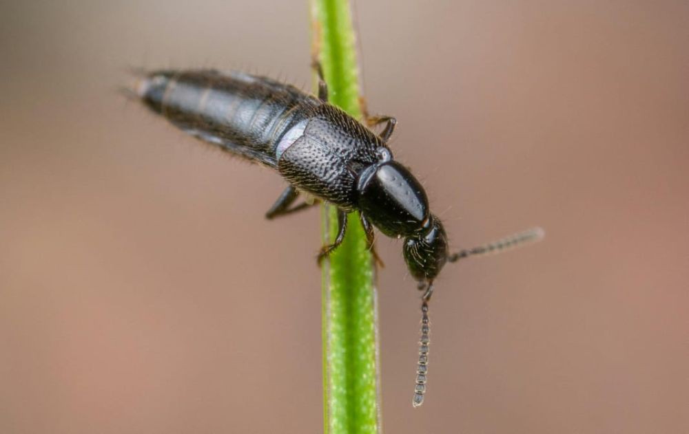 6 Fakta Tomcat Dikenal Serangga Beracun, Cek Ciri-cirinya!