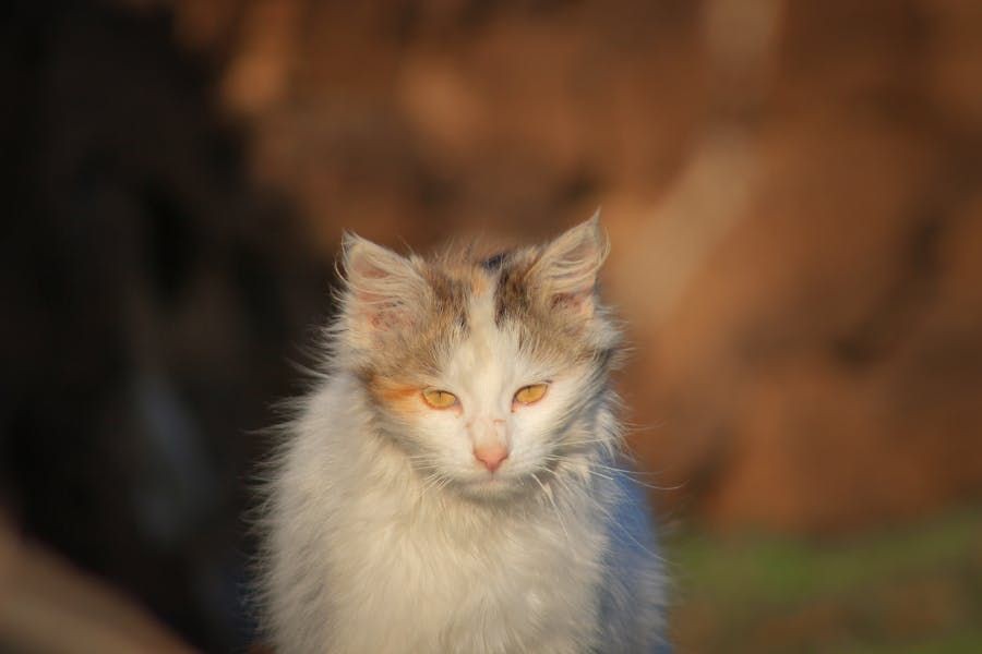 5 Ciri-Ciri Kucing Demam yang Wajib Diperhatikan Pawrents