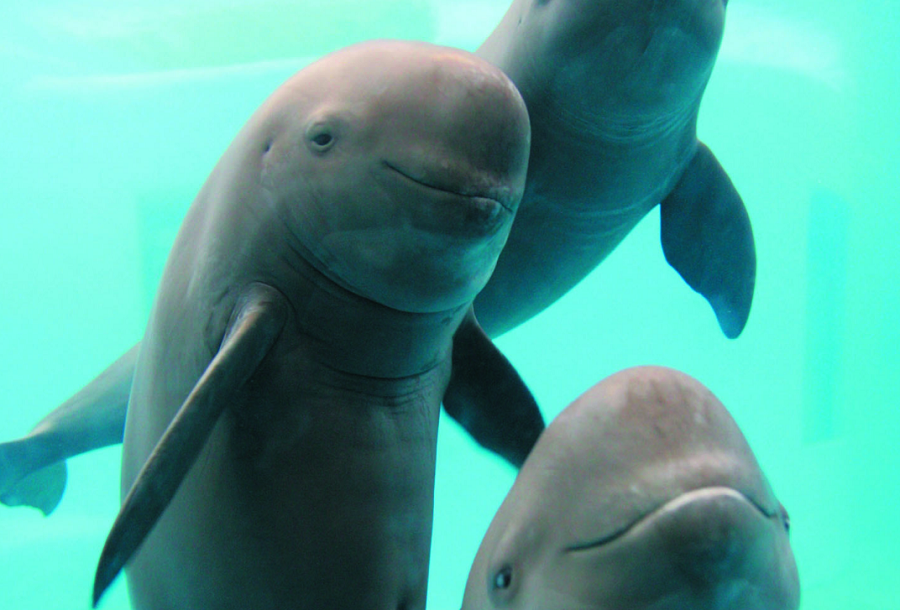 10 Hewan Paling Langka di Dunia, Populasinya Terancam Punah