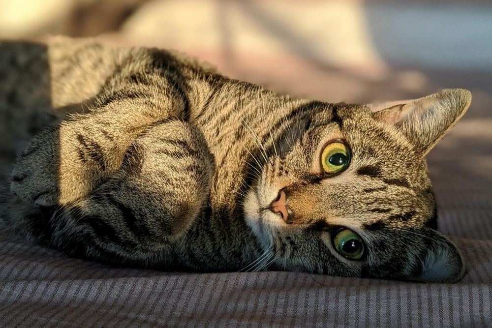 Kucing 101: Asal-usul Pola Mujair 'Tabby' pada Kucing