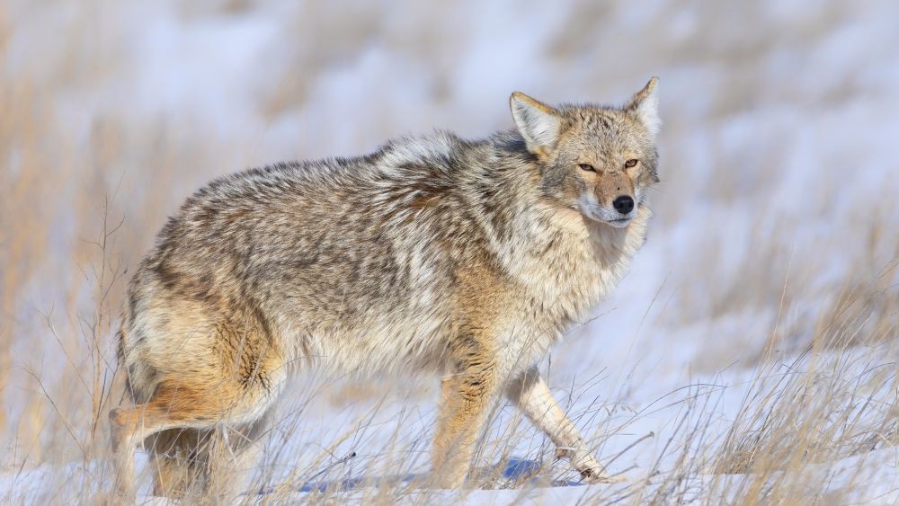 7 Perbedaan Antara Coyote dan Serigala 7 Perbedaan Antara Coyote dan Serigala