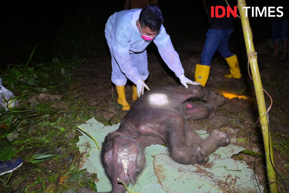 Baru Dua Hari Lahir, Bayi Gajah Ditemukan Mati di Aceh Jaya