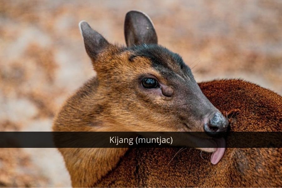 [QUIZ] Perbedaan Rusa dan Kijang, Bisakah Mengenali dari Ciri-Cirinya?