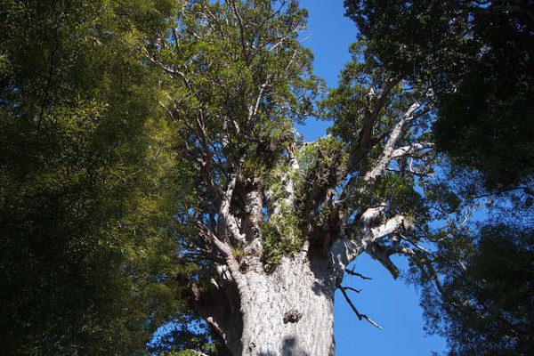 6 Fakta Tane Mahuta, Pohon Kauri yang Usianya Ribuan Tahun