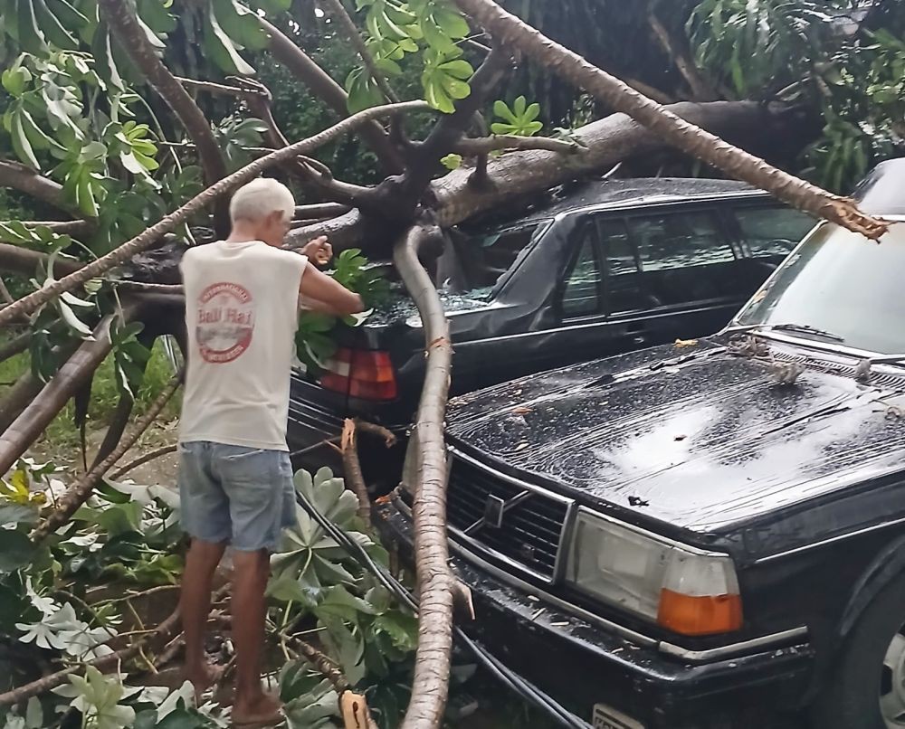 Depok Diterjang Hujan Angin, Pohon Tumbang Timpa Mobil Depok Diterjang Hujan Angin, Pohon Tumbang Timpa Mobil